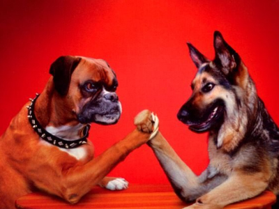 «Σκυλοκαυγάδες » στη Βουλή - Zougla