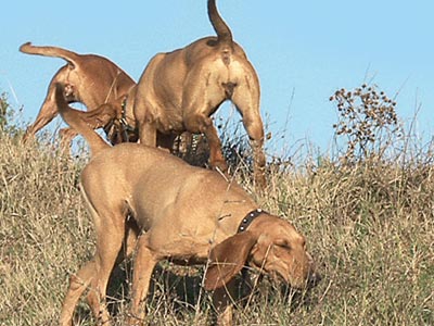 Έκλεψαν σκύλο αξίας 6.000 ευρώ αλλά πιάστηκαν λόγω... GPS - Zougla